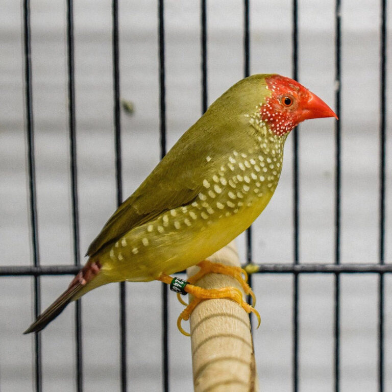 Star Finch - Exotic Bird Sales