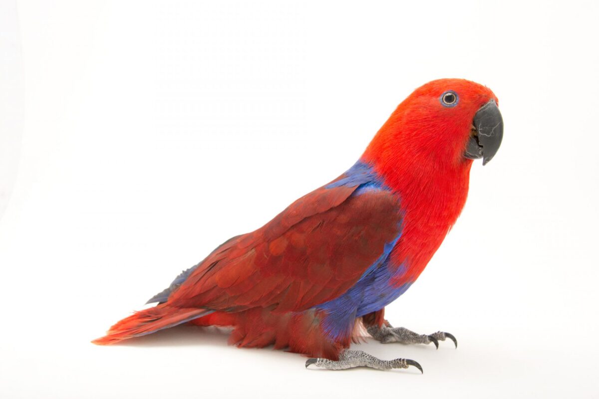 Solomon Islands Electus - Exotic Bird Sales