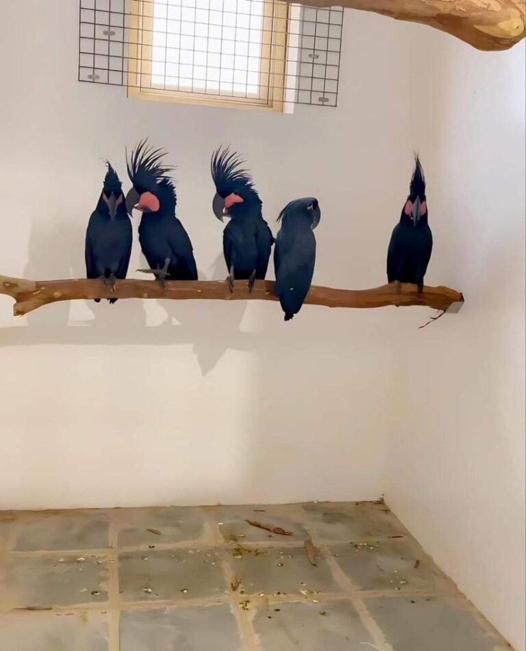 Black Palm Cockatoo for Sale | Rare Hand-Raised Parrot