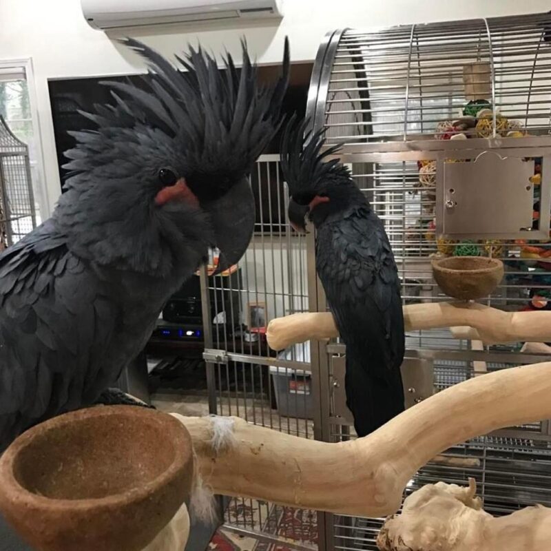 Black Palm Cockatoo for Sale | Rare Hand-Raised Parrot