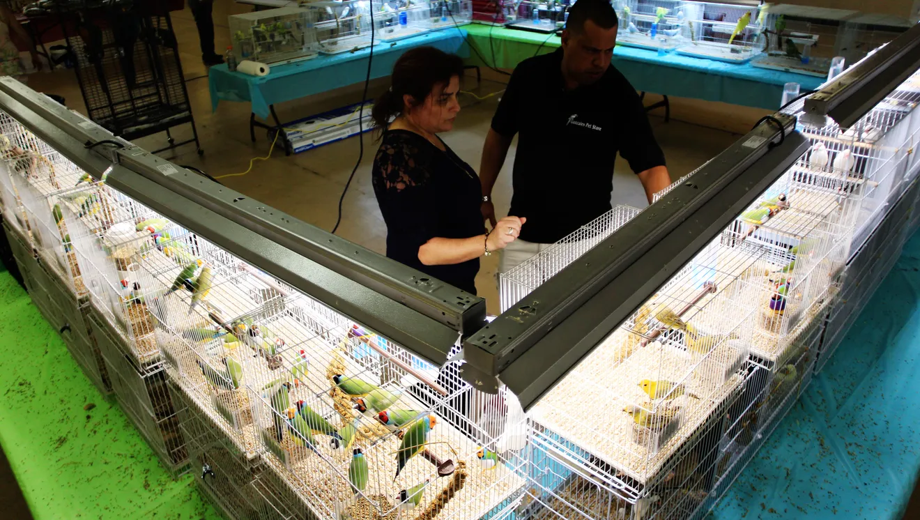 Birds Theory - Birdwatching & Conversation Tips