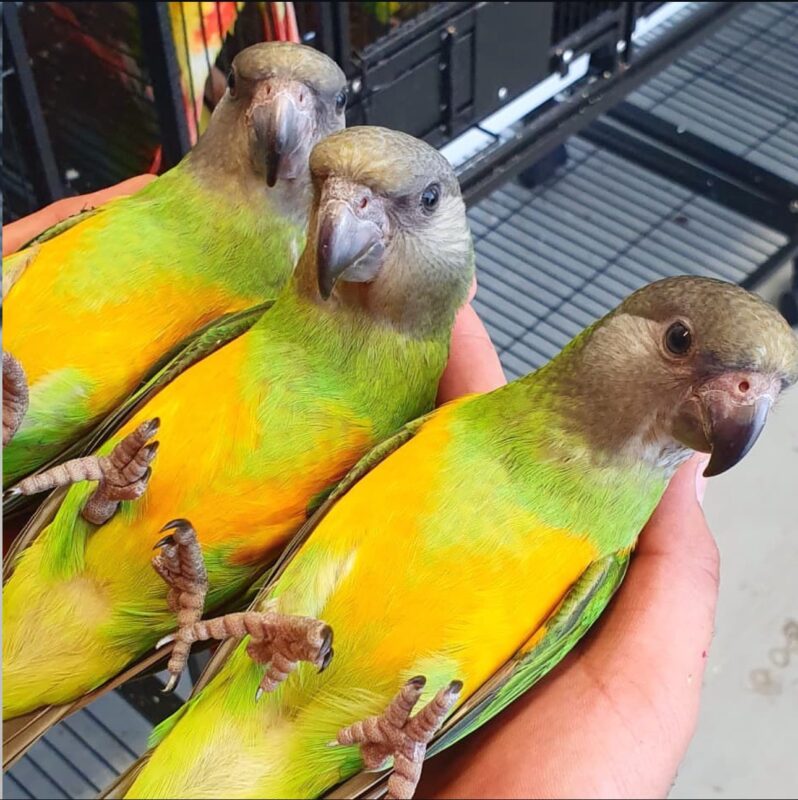 Senegal Parrot - Exotic Bird Sales
