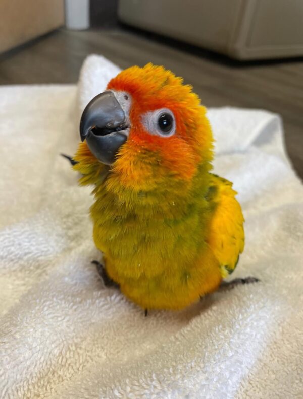 Sun Conure for Sale | Bright and Playful Parrot