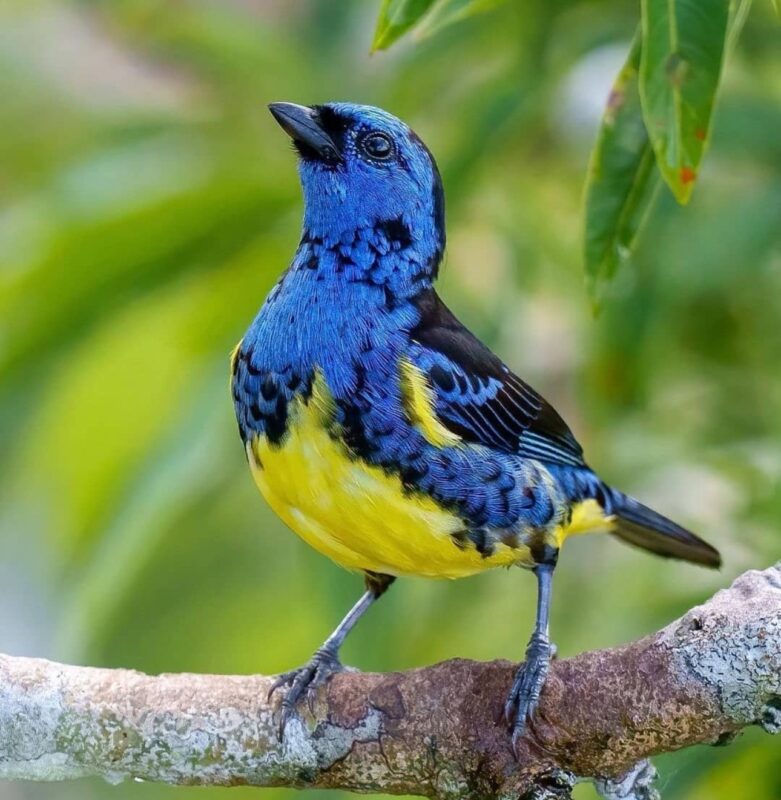 Turquoise Tanager - Exotic Bird Sales