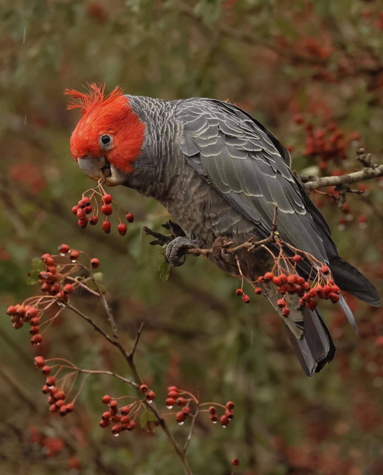 Gang Gang cockatoo for Sale - Exotic Bird Sales