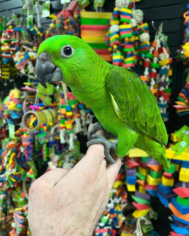 Yellow – Naped Amazon - Exotic Bird Sales